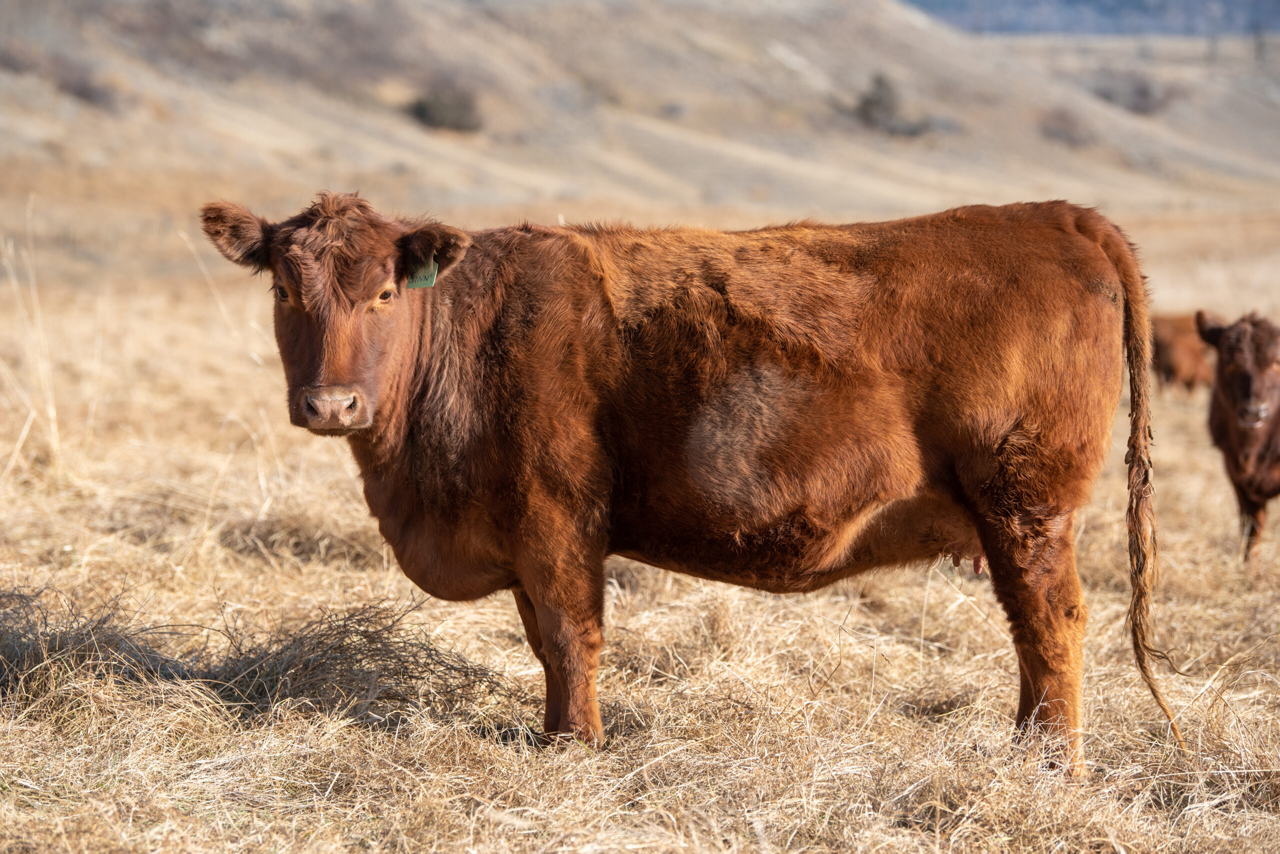 Mama Cows – Hillside Red Angus